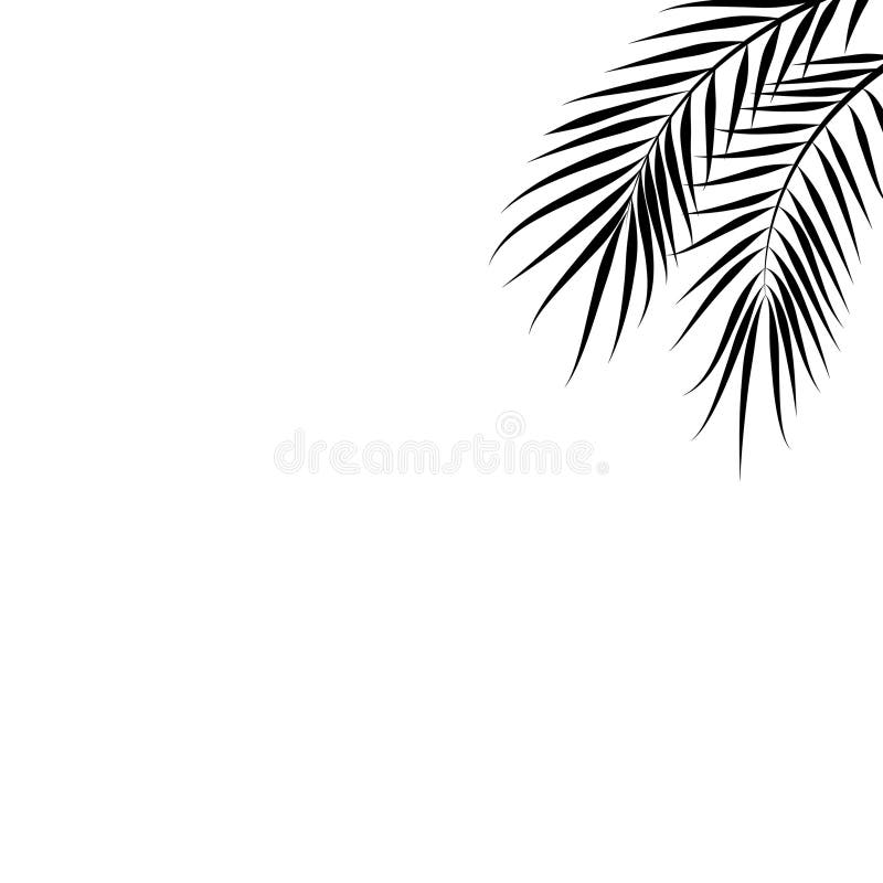 Palm Leaves Shadow Vector Background. Summer Palm Leaves on Transparent ...