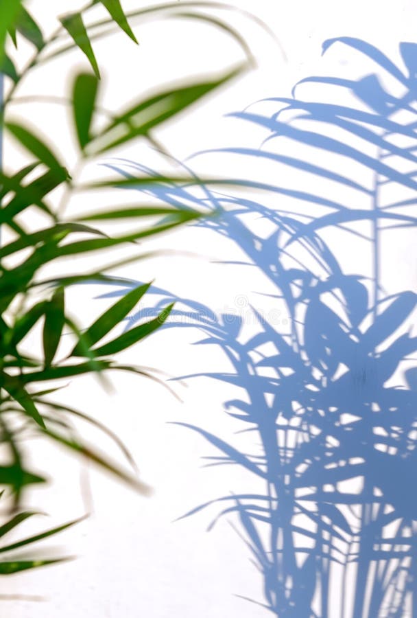 Palm Leaves and the Shadow of Palm Leaves on a White Wall Stock Photo ...