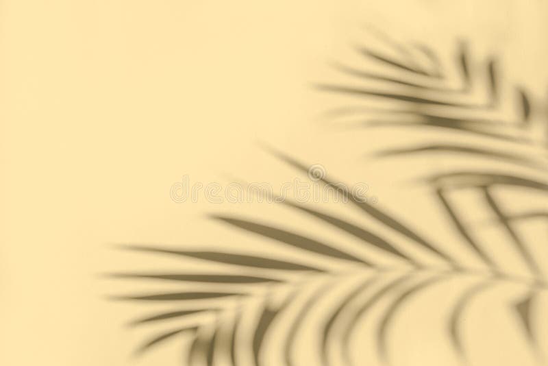 Palm Leaves Shadows stock image. Image of hipster, design - 218185377