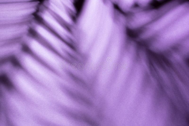 Palm Leaves and Shadows on a Color Wall Background Stock Photo - Image ...