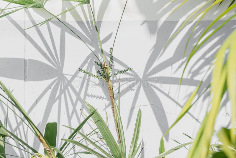 Palm Leaves and Shadows on a Gray Wall Stock Image - Image of leaves ...