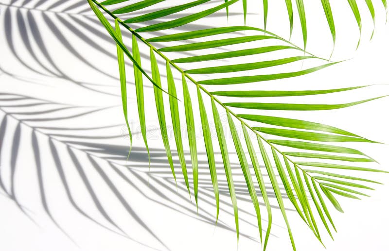 Palm Leaves and Shadows on a White Wall Stock Image - Image of jungle ...