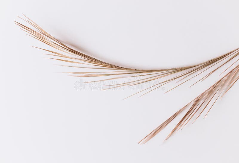 Palm Leaves Spiny Line Branches White Isolated Stock Image - Image of ...