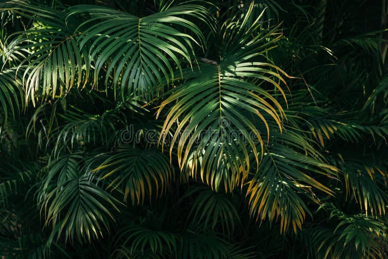 Palm Leaves with Sun Light Shade Stock Photo - Image of green ...