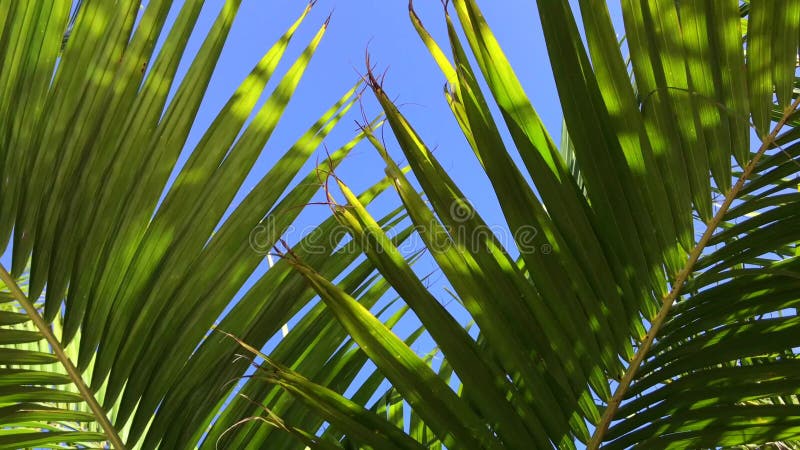 Palm Leaves Swaying Gentle in the Wind Stock Footage - Video of natural ...