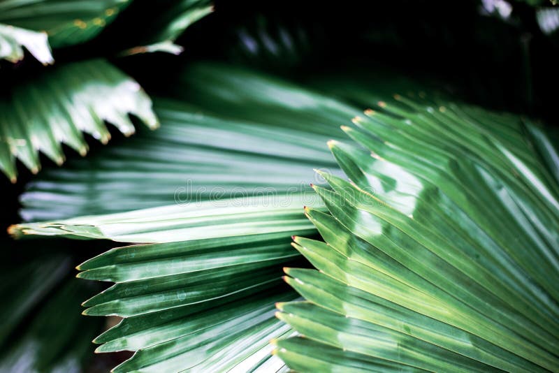 Palm leaves with texture. stock image. Image of outdoors - 129543499