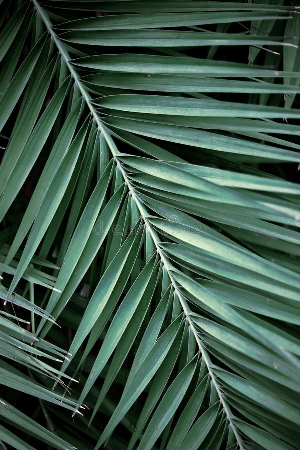 Palm leaves with texture stock photo. Image of botany - 158616176