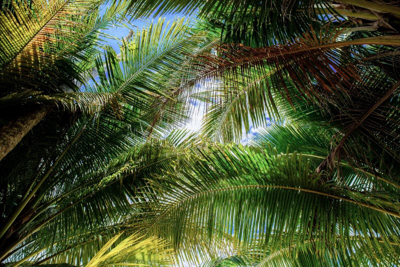 Palm leaves with texture stock image. Image of summer - 268238767