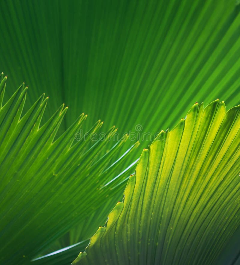 Palm leaves stock photo. Image of jungle, tree, striped - 62091094