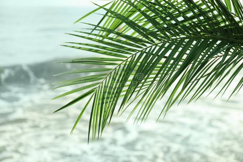 Palm Leaves at Tropical Beach Stock Image - Image of travel, season ...