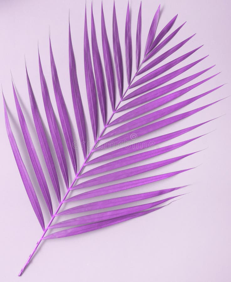 Palm Leaves on Violet Background Stock Photo - Image of copy, beach ...