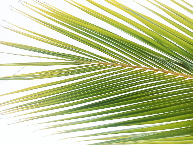 Palm Leaves on White Background. Tropical Green Leaf Pattern of Palm ...