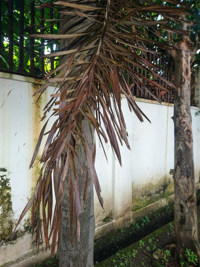 The Stalk of a Palm Tree that Has Withered and Dried Up Stock Photo ...