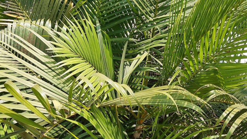 Palm leves stock photo. Image of palm, wallpaper, leaf - 207621298