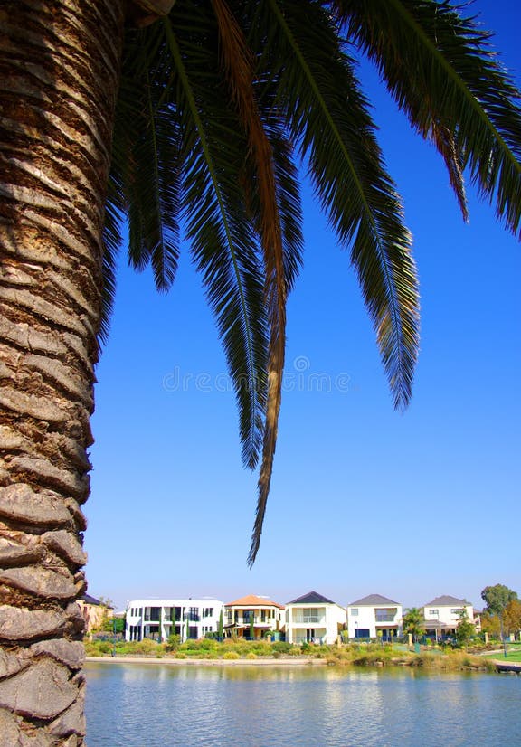 Palm at Mawson Lakes stock photo. Image of recreation - 4937530