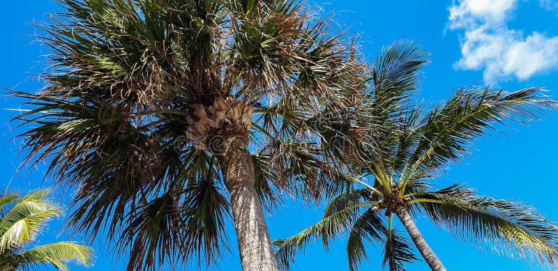 Palm in Miami stock image. Image of mountains, florida - 172592565