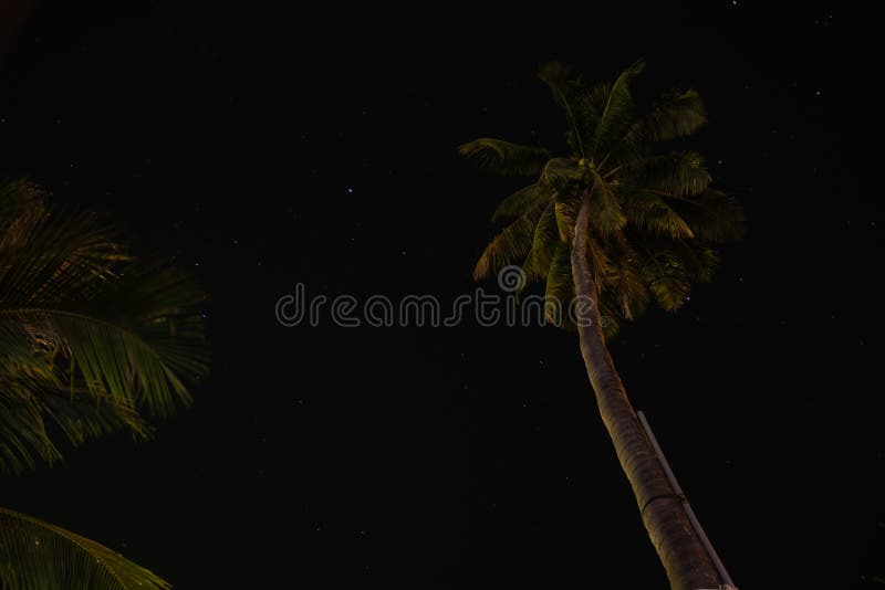 Palm in midnight stock photo. Image of tree, midnight - 91055526