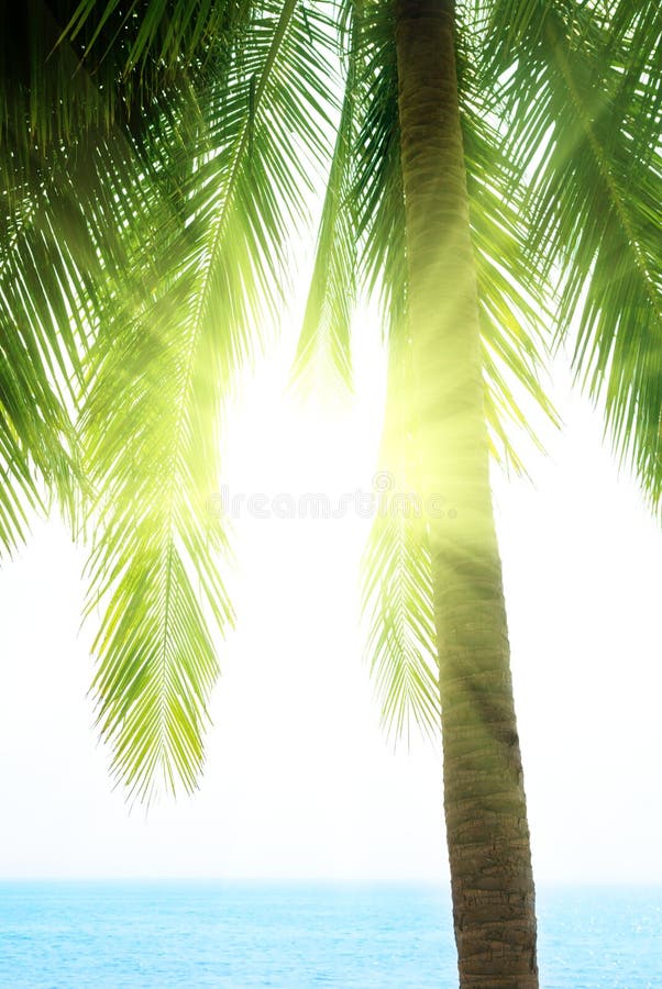 Palm and morning sea stock photo. Image of green, sunlight - 8499074