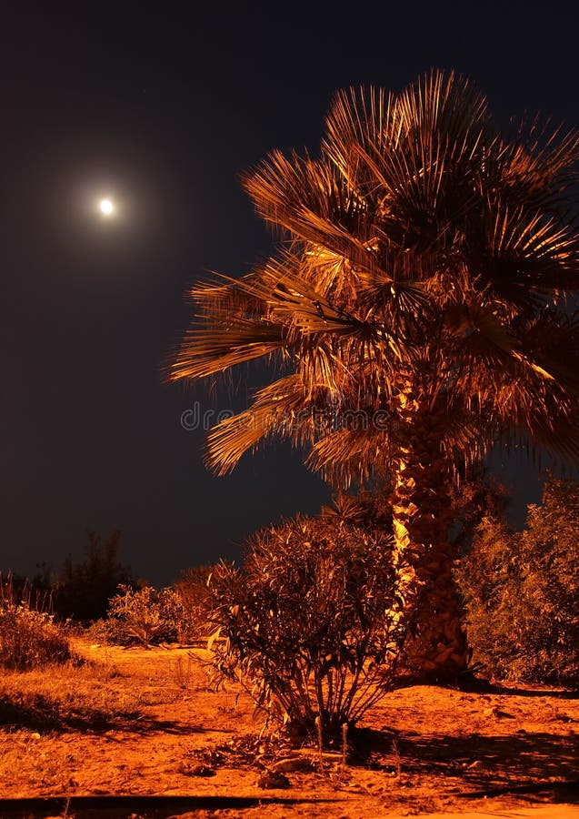 Palm in the Night Against the Moon Stock Image - Image of night, palm ...