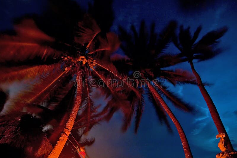 Palm by night stock photo. Image of beach, tree, trees - 45336476