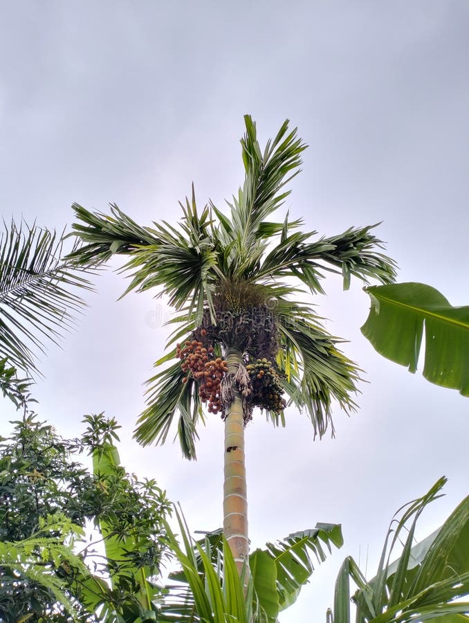 Palm nut fruit tree high stock photo. Image of palm - 278714154