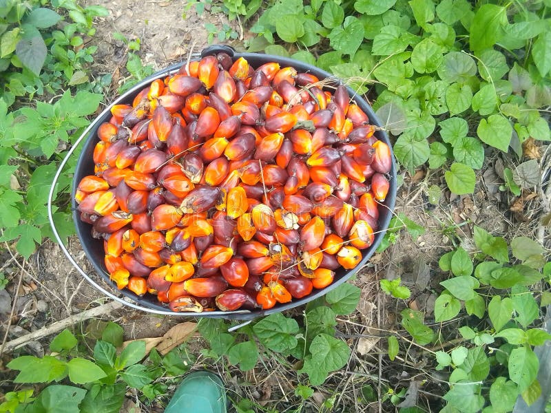 Palm nut from palms stock photo. Image of gourd, palm - 325247668