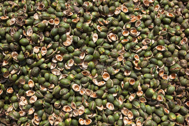 Palm nut shells stock photo. Image of background, nuts - 38520466