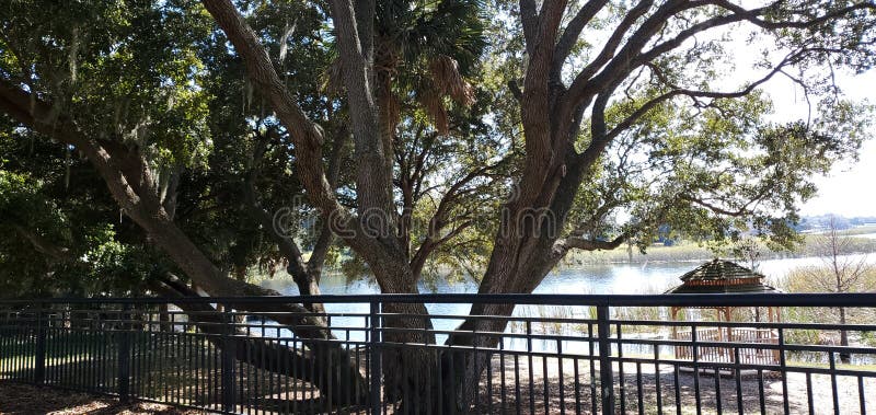 Palm & Oak Trees in Lake Eva Park Stock Image - Image of trees, lake ...