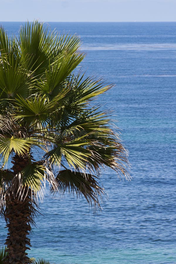 Palm Ocean Sky Caribbean Coast Stock Photo - Image of sunny, palm ...