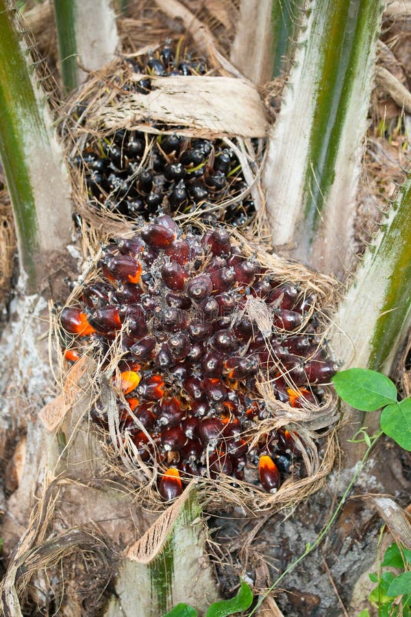 Palm oil fruit stock photo. Image of flora, bunch, crop - 32359942