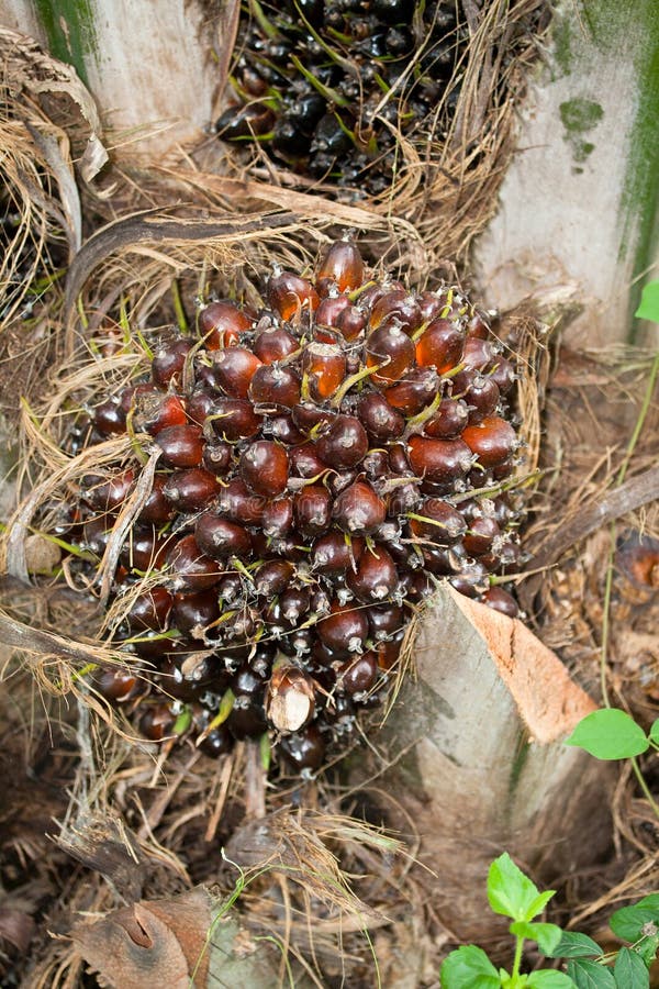 Palm oil fruit stock photo. Image of growth, orange, thailand - 32359996