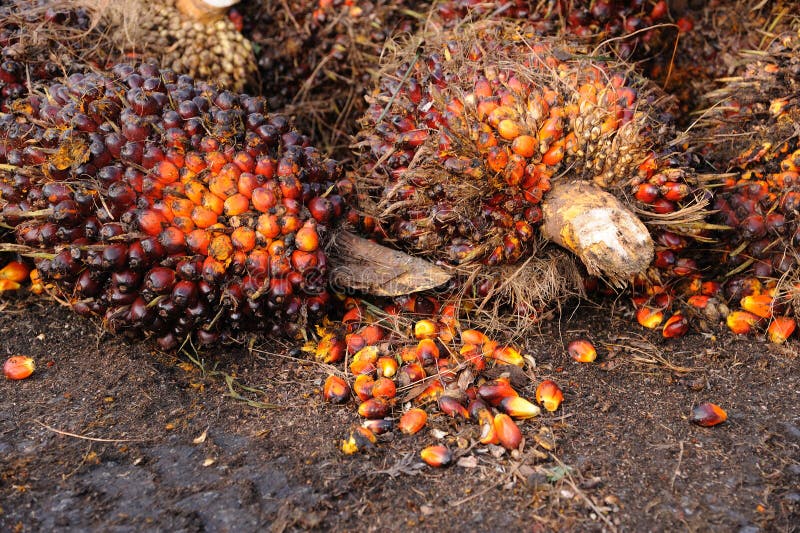 Palm Oil Fruits Picture. Image: 19913249