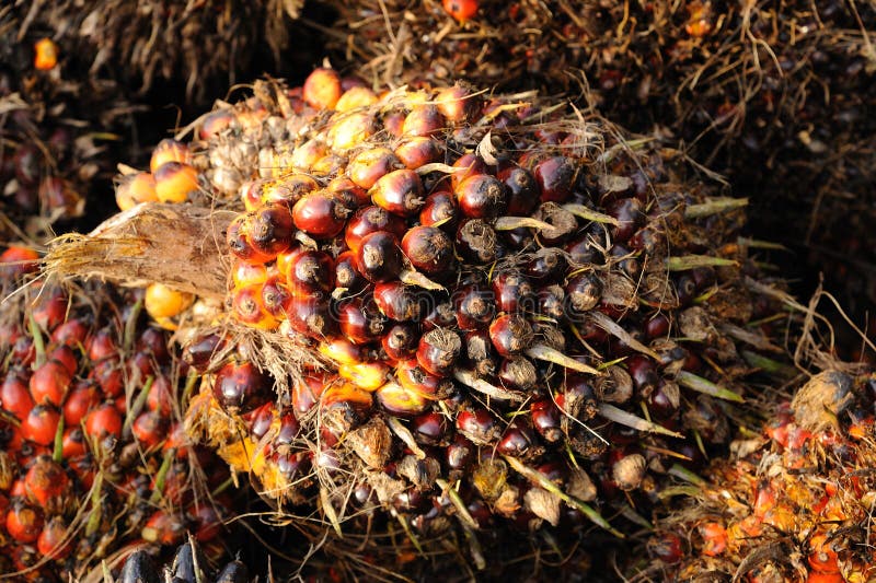 Riped Palm Kernel Seed stock photo. Image of kernel, seeds - 5076502