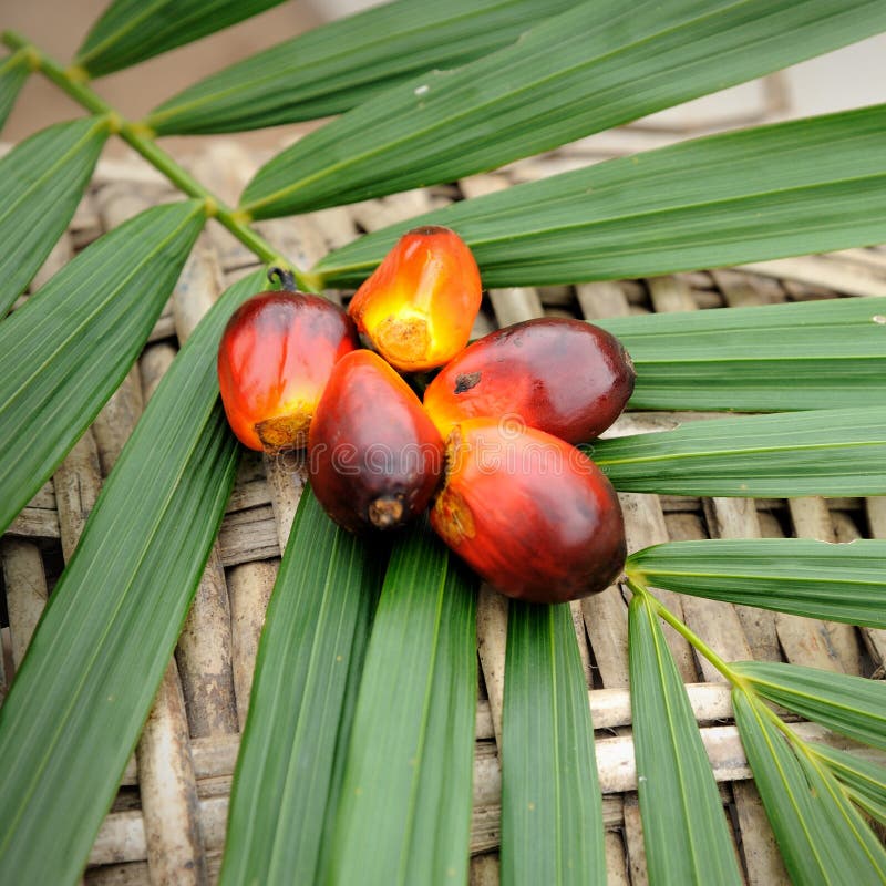 Palm Oil fruits stock image. Image of palm, green, resources - 24537141