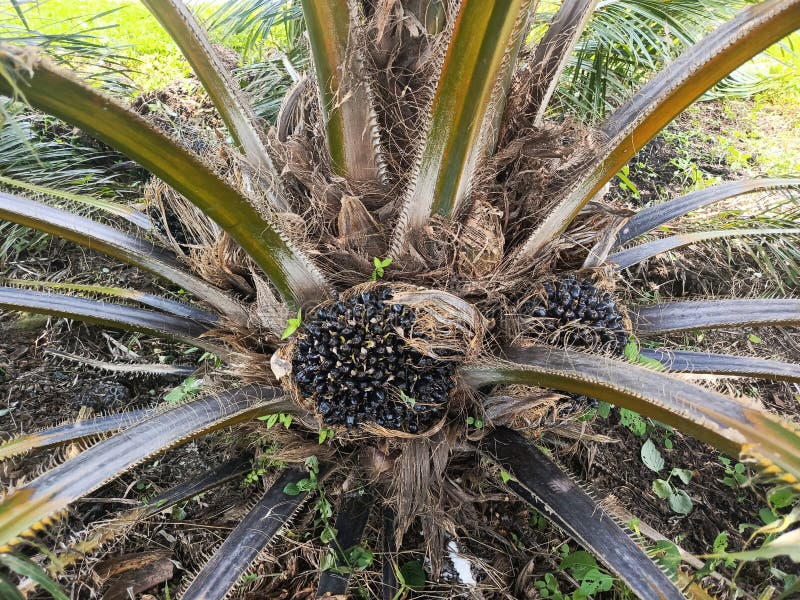 Palm Oil that Has Just Produced Sand Fruit Stock Photo - Image of food ...