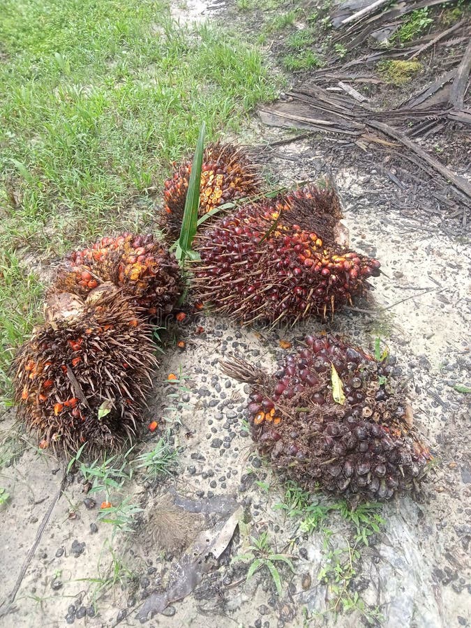 Palm oil in Indonesian job stock photo. Image of industri - 261659900