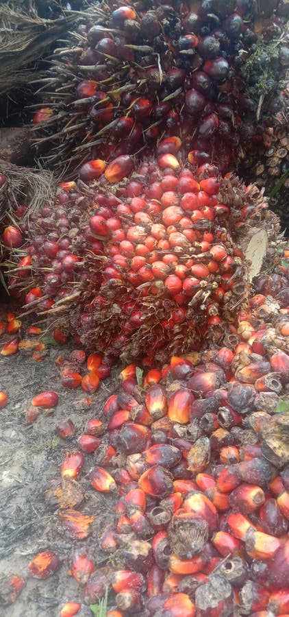 Palm Oil, Natural Oils, Palm Fruit, Natural Products, Natural Oils,oil ...