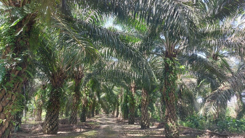 317 Cpo Palm Stock Photos - Free & Royalty-Free Stock Photos from ...