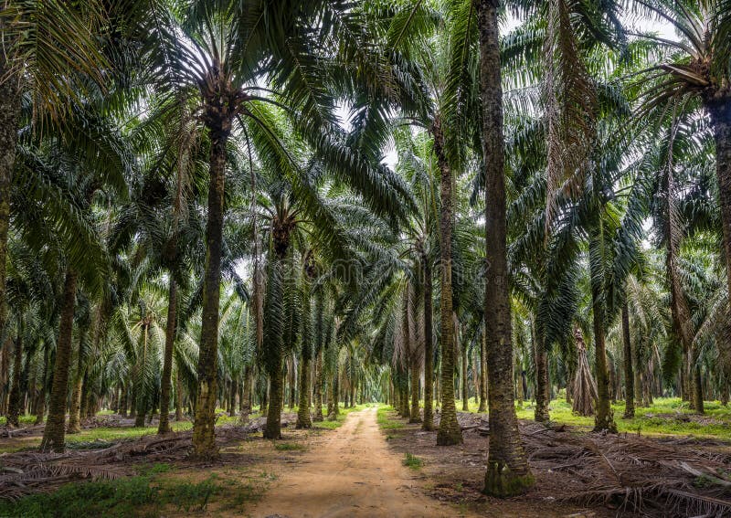 Date Palm Tree Farm stock image. Image of heat, farm - 38446185