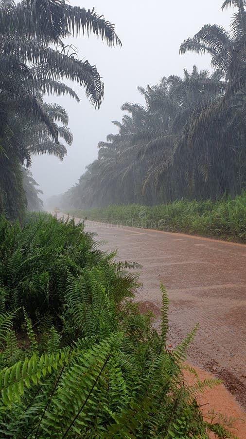 Palm Oil Plantation Road Rain Condition Stock Photo - Image of rain ...
