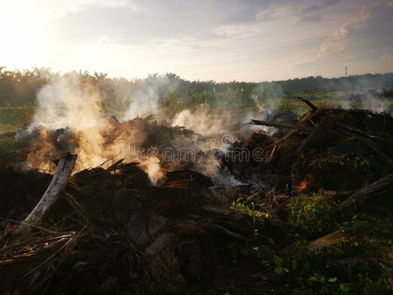 The Palm Oil Plantation Slashed Tree Burning in Smoke Stock Image ...