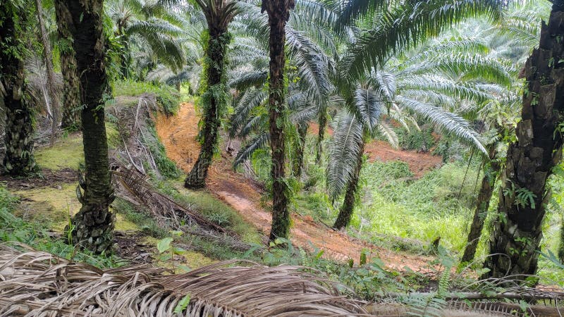 Palm Oil Plantation, Terrace, Circular Path Stock Photo - Image of ...