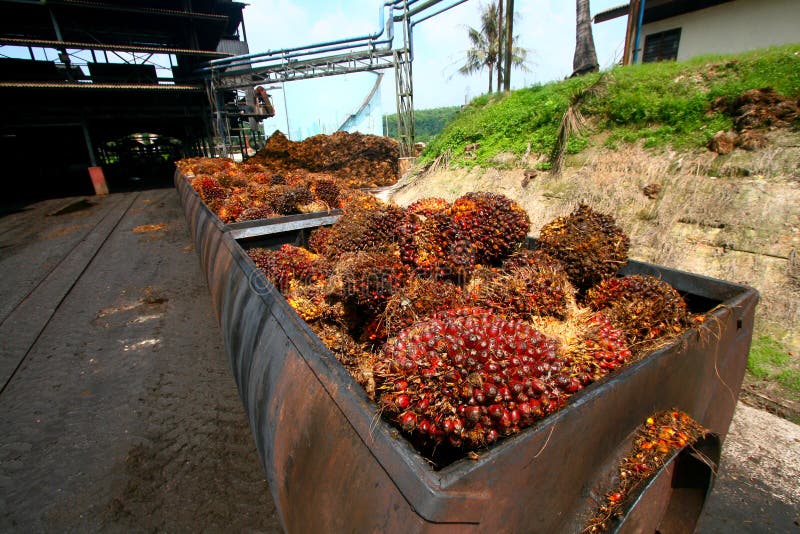 Palm Oil Processing stock photo. Image of processing - 19733694