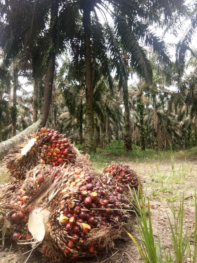 Palm Oil the Raw Material for Crude Palm Oil Stock Photo - Image of ...
