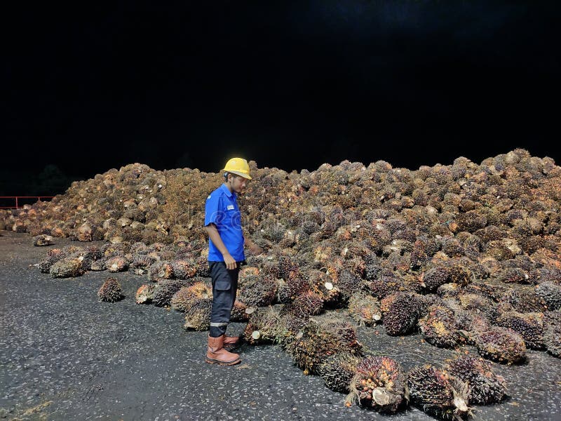 Palm Oil Raw Materials Grading Process Editorial Photo - Image of ...