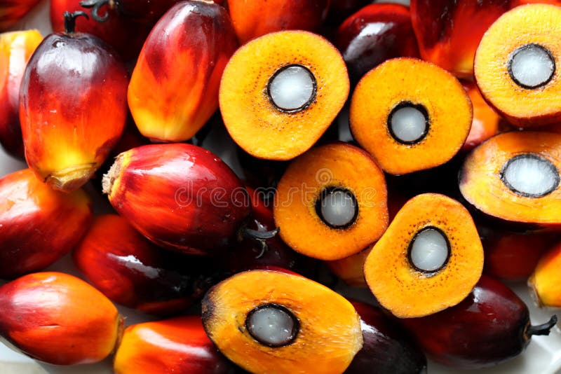 Palm Oil Seed stock photo. Image of plantation, produce - 24180618