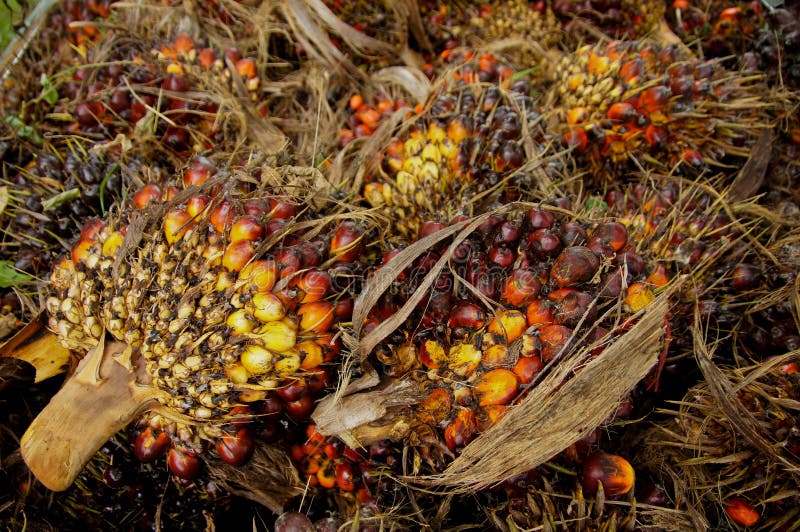 Seed of oil palm stock photo. Image of hill, agricultural - 31421936