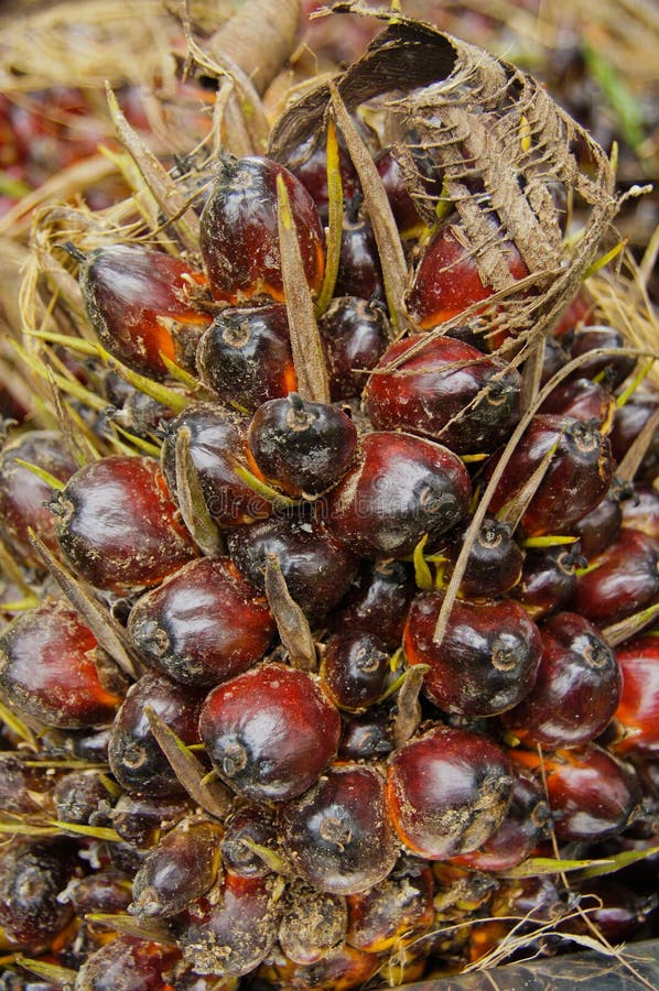 Palm Oil seed stock image. Image of nature, agricultural - 26009111