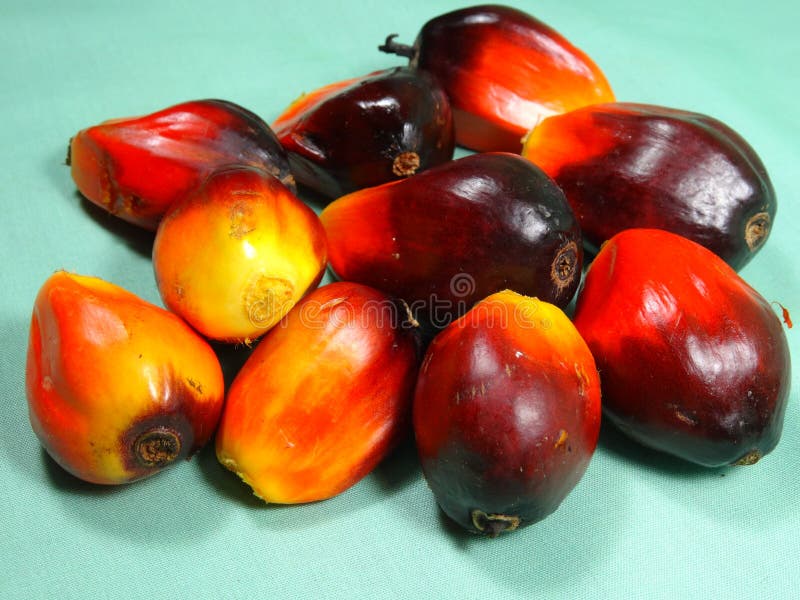 Palm Kernel Seed stock image. Image of harvested, seed - 5076497