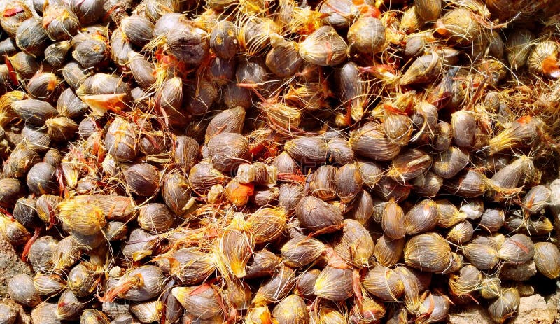 Palm Oil Seed stock photo. Image of structure, industrial - 272493690